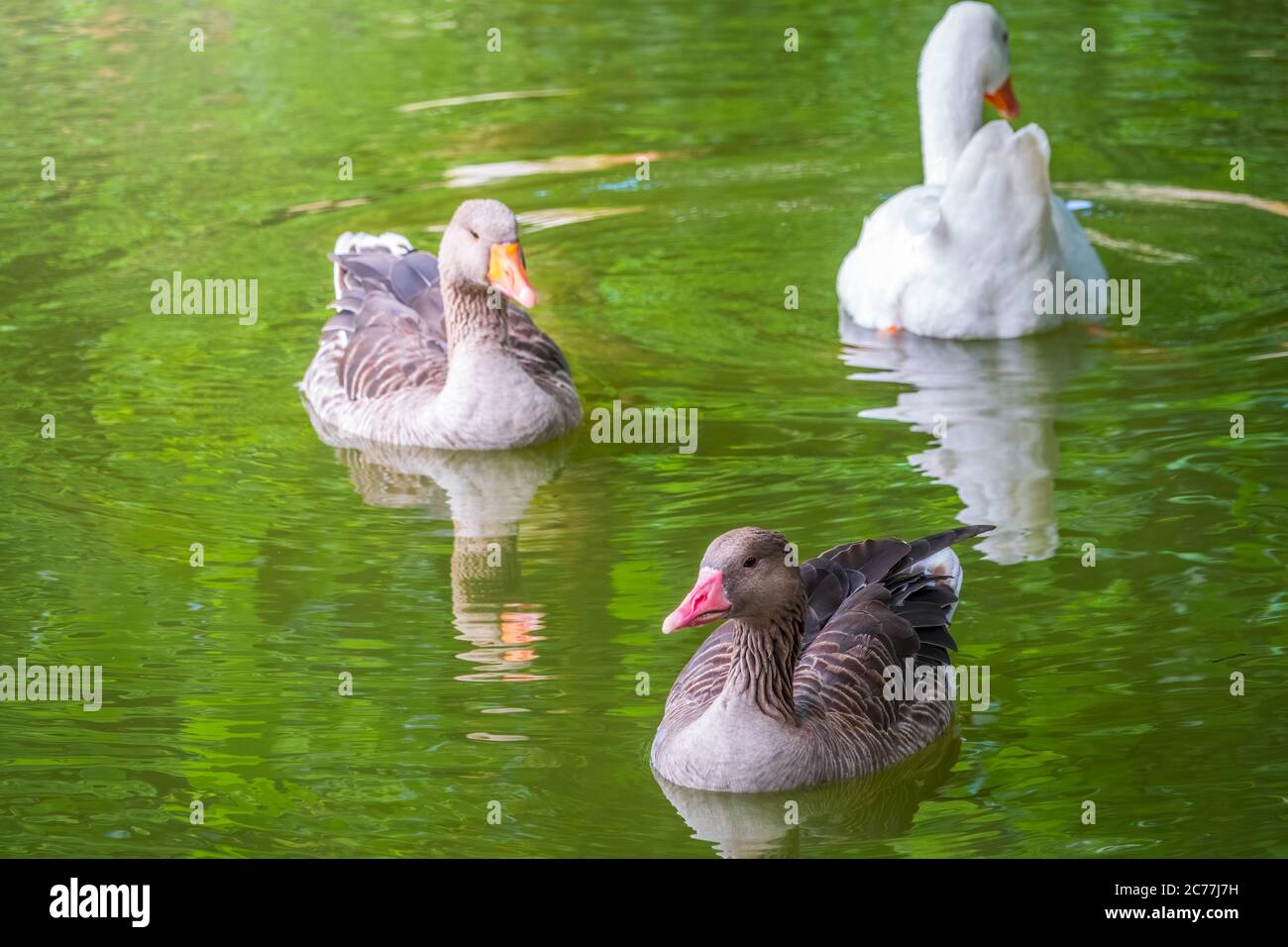 Three geese - two gray and one white - swim in the lake with green ...