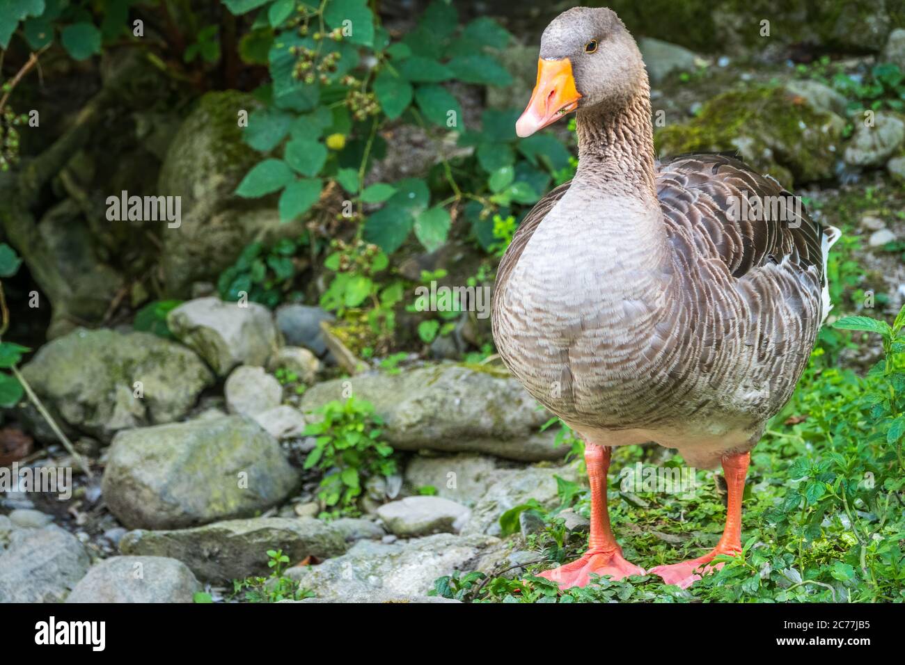 The wild greylag goose walks along the green shore of the pond. The ...