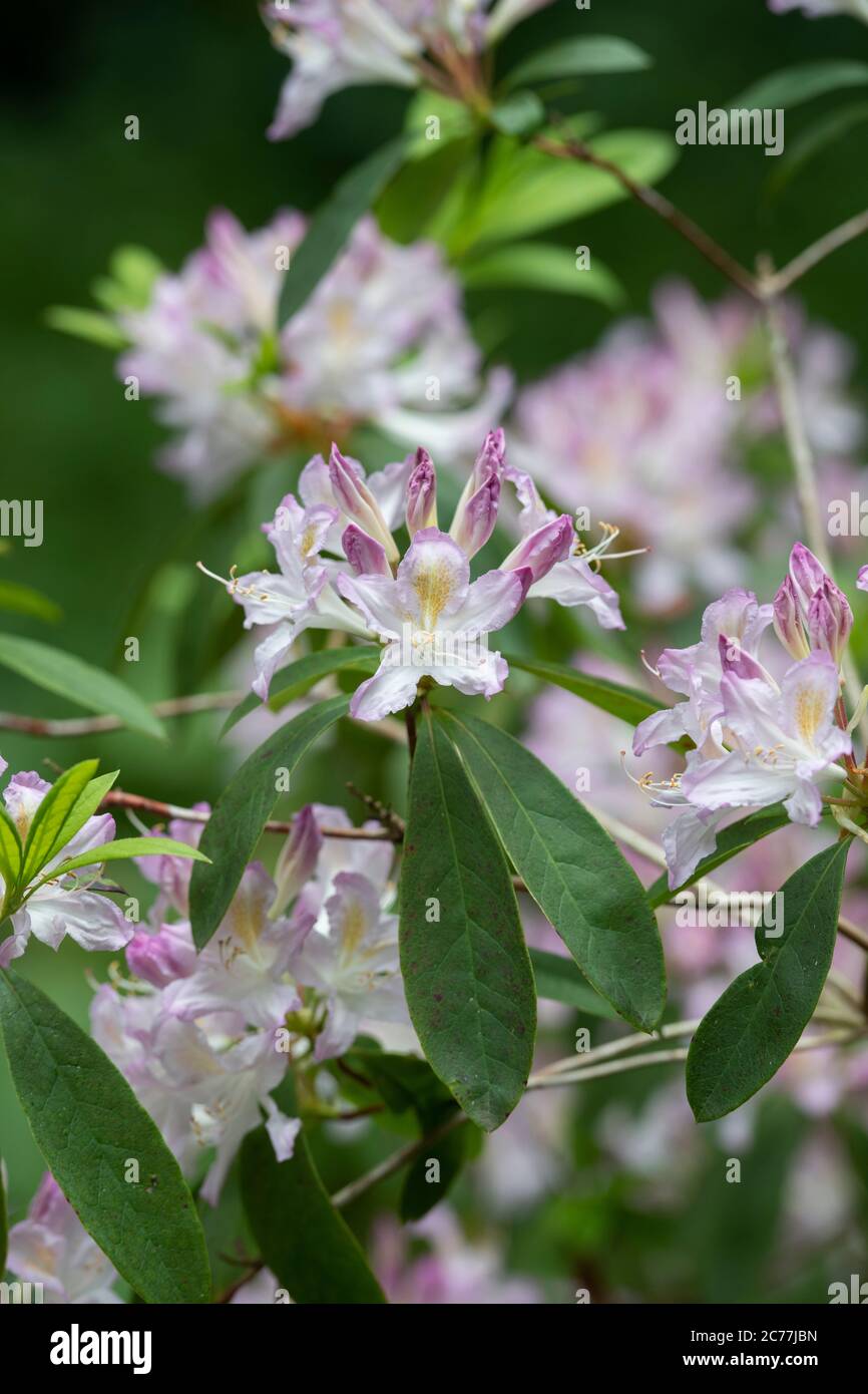Azalea leaves hi-res stock photography and images - Alamy