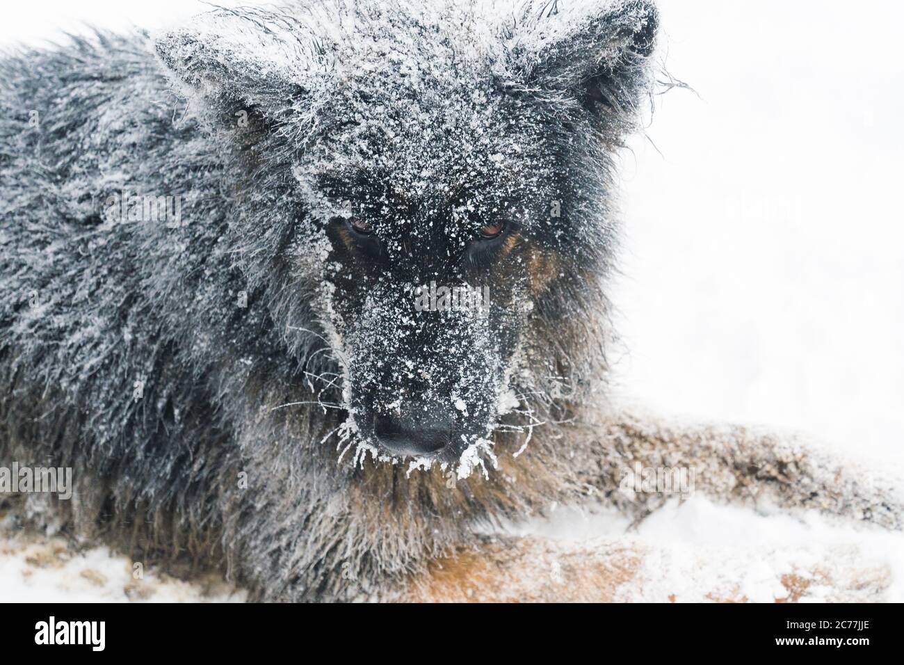 Large black and brown dog covered in snow Stock Photo - Alamy