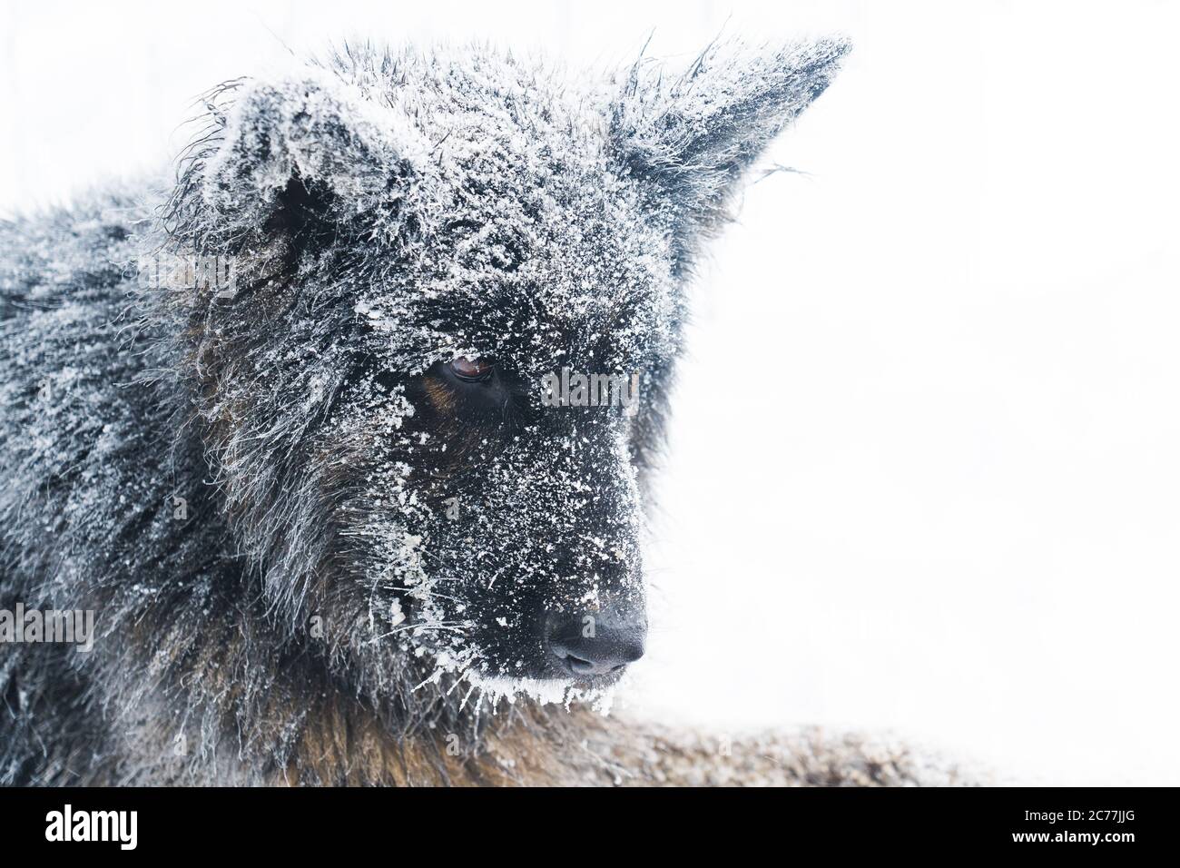 Large black and brown dog covered in snow Stock Photo - Alamy