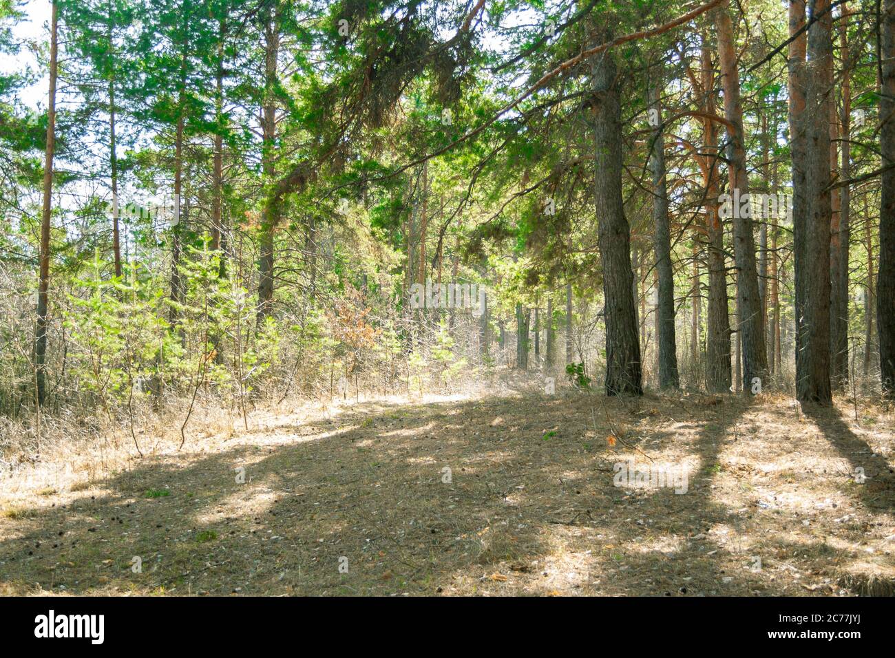 Mixed bushes hi-res stock photography and images - Alamy