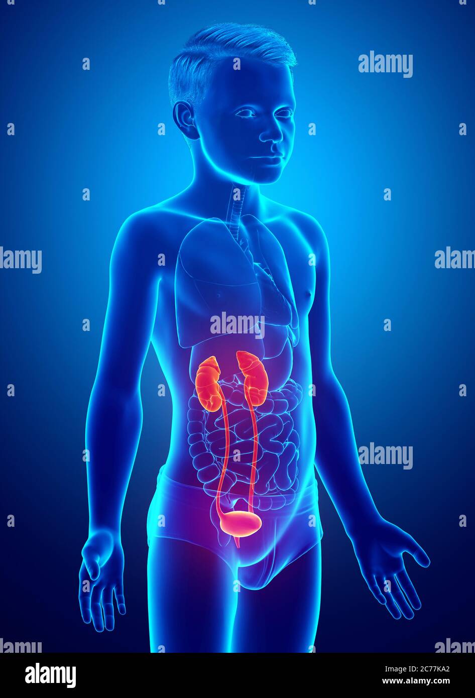 3d rendered, medically accurate illustration of the young boy ...