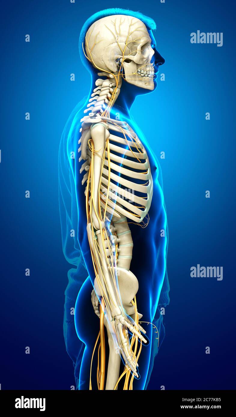 3d rendered medically accurate illustration of the nervous system and ...