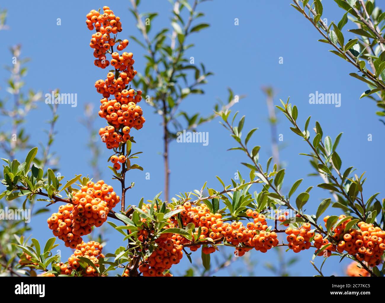 Firethorn berries hi-res stock photography and images - Alamy