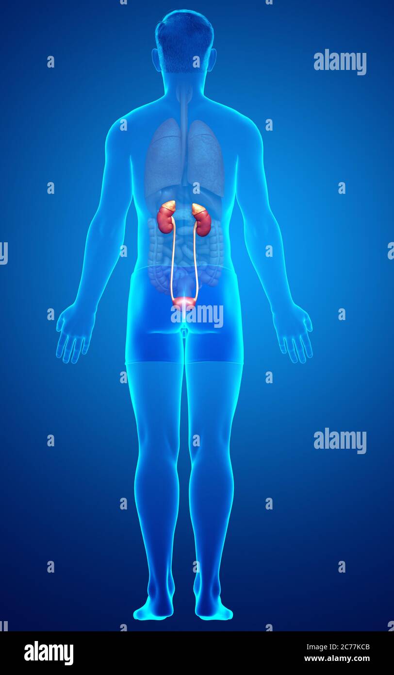3d rendered, medically accurate illustration of the kidneys Stock Photo ...