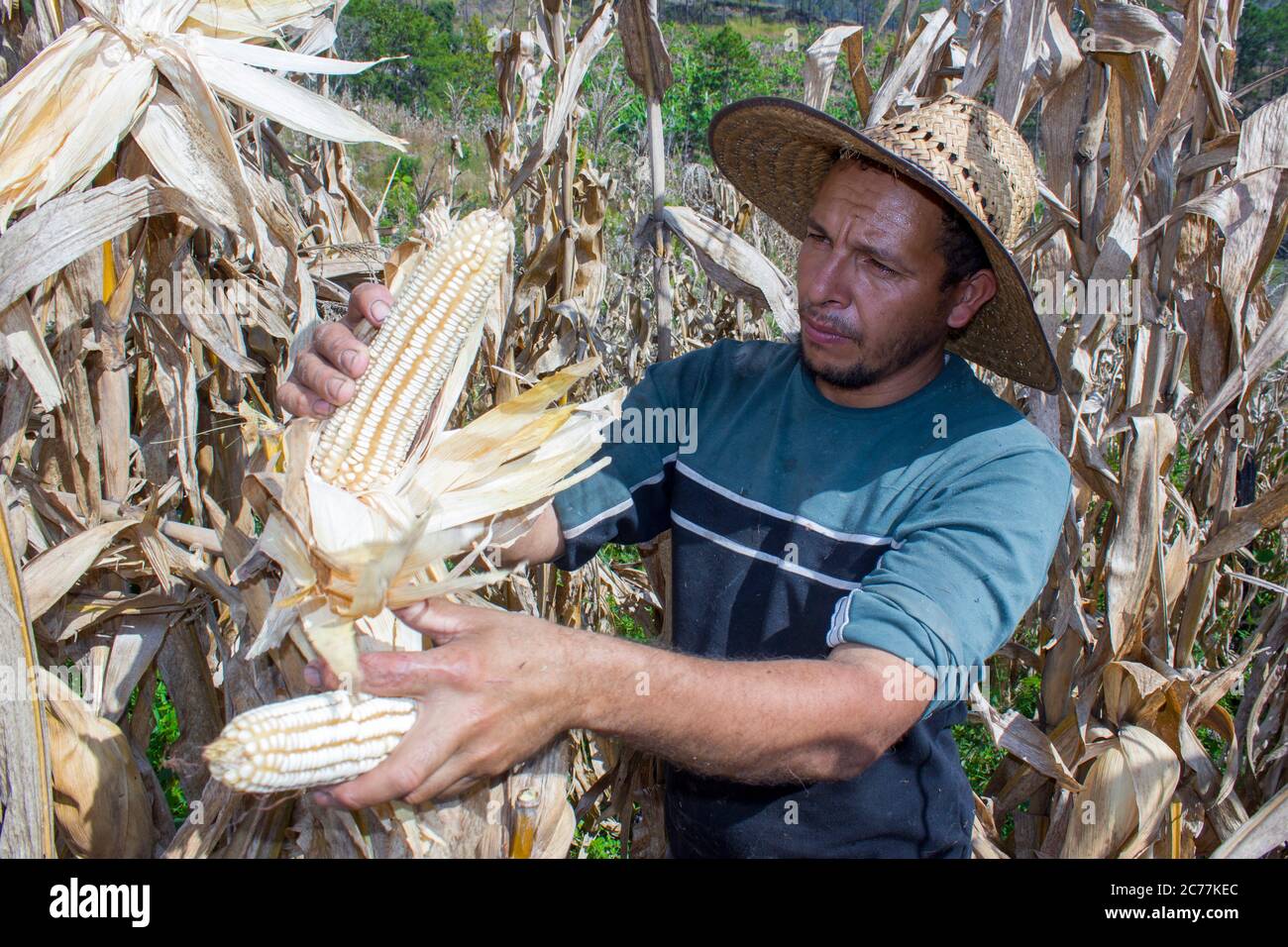 Checking corn hi-res stock photography and images - Alamy