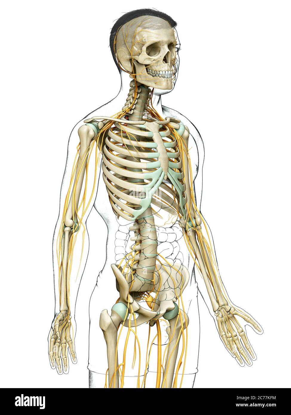 3d rendered medically accurate illustration of the nervous system and ...