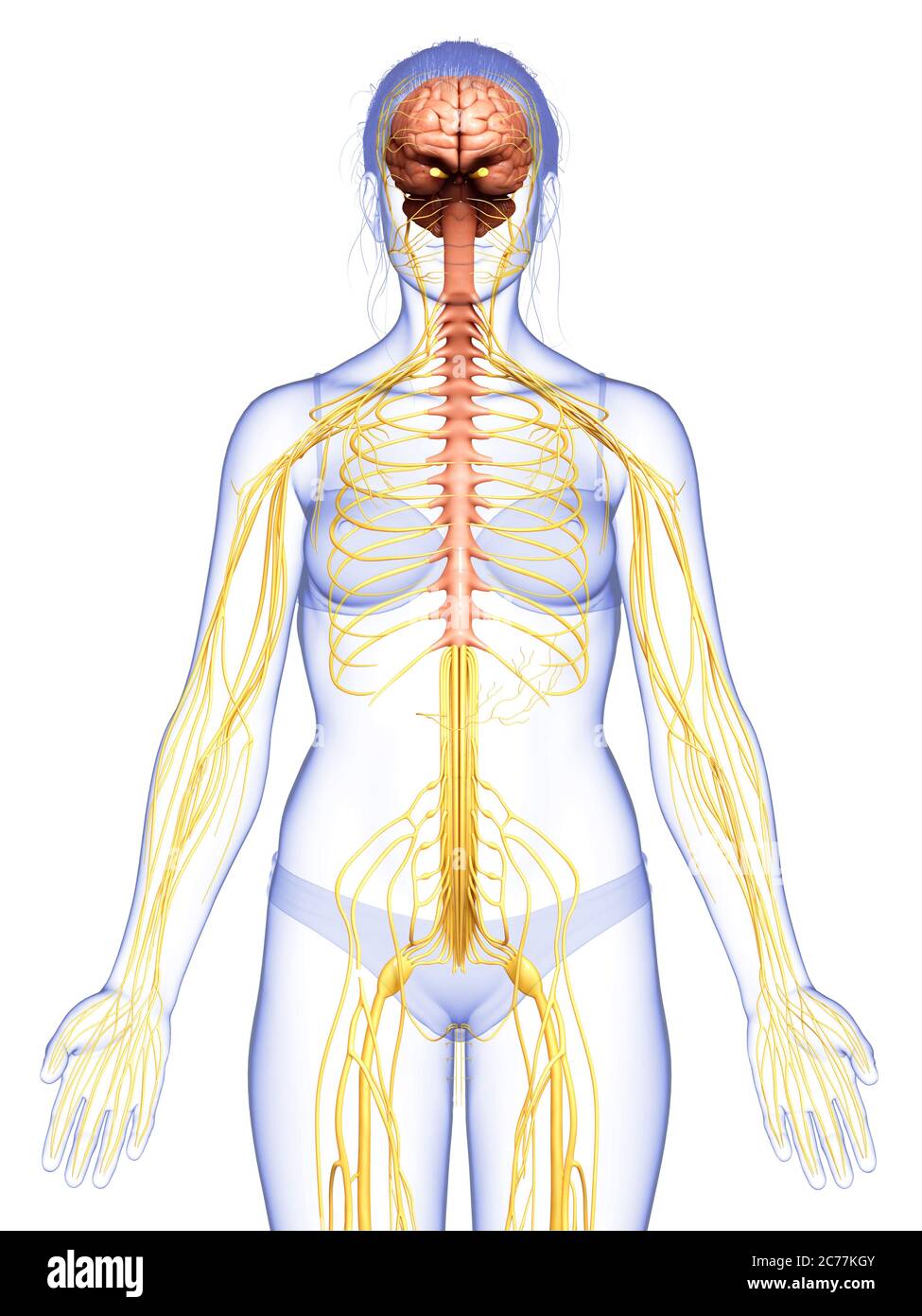 3d rendered medically accurate illustration of a female nervous system ...