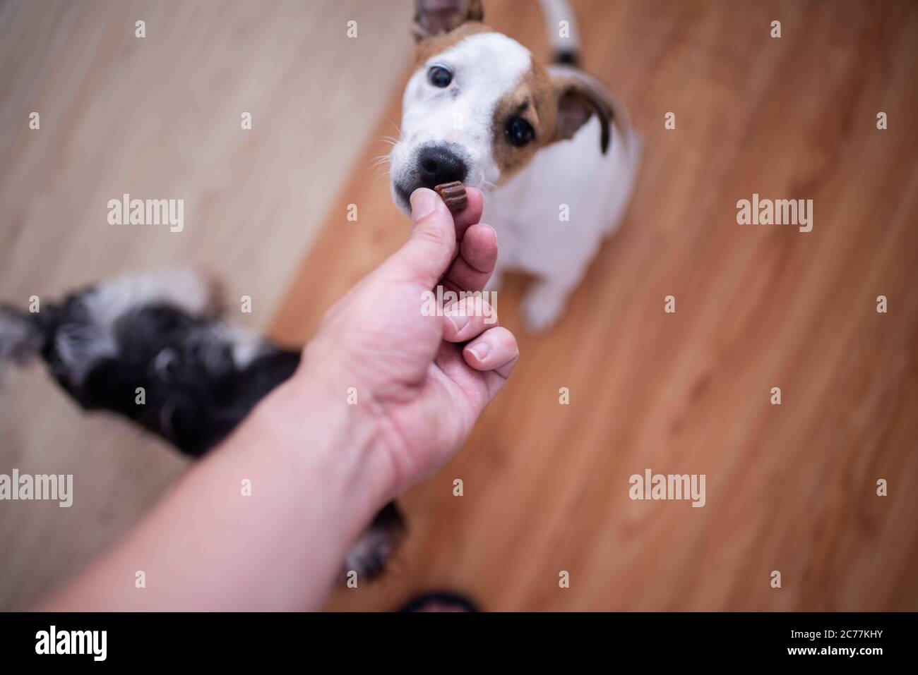 Terrier puppy reaching out to take treat from owners hand Stock Photo ...