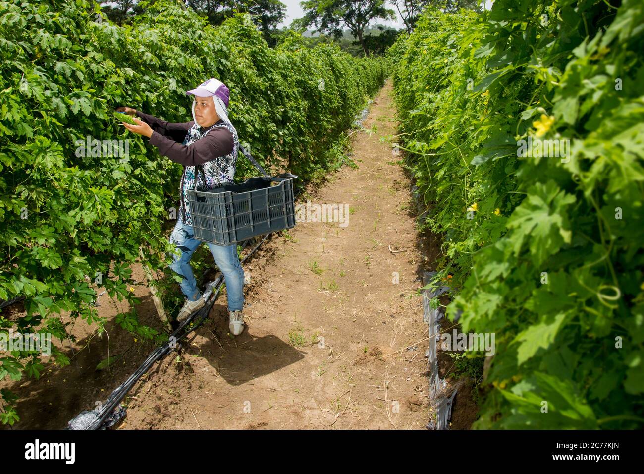 Cundeamor hi-res stock photography and images - Alamy