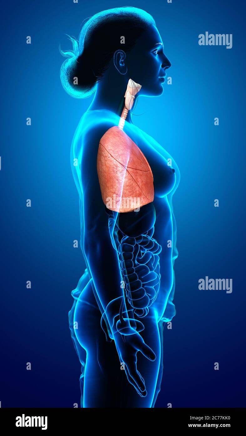 3d rendered, medically accurate illustration of a female lung anatomy ...