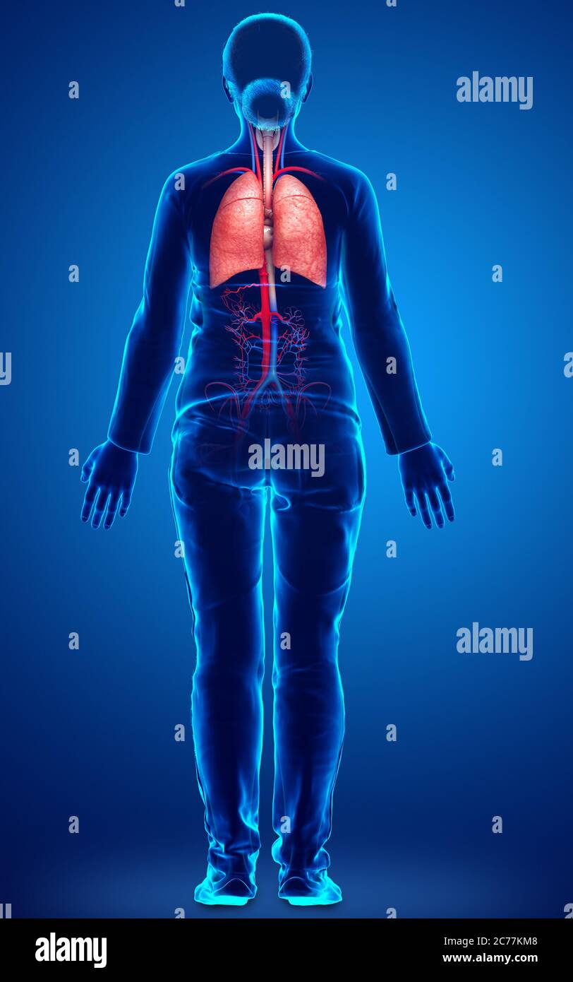 3d rendered, medically accurate illustration of a female lung anatomy ...