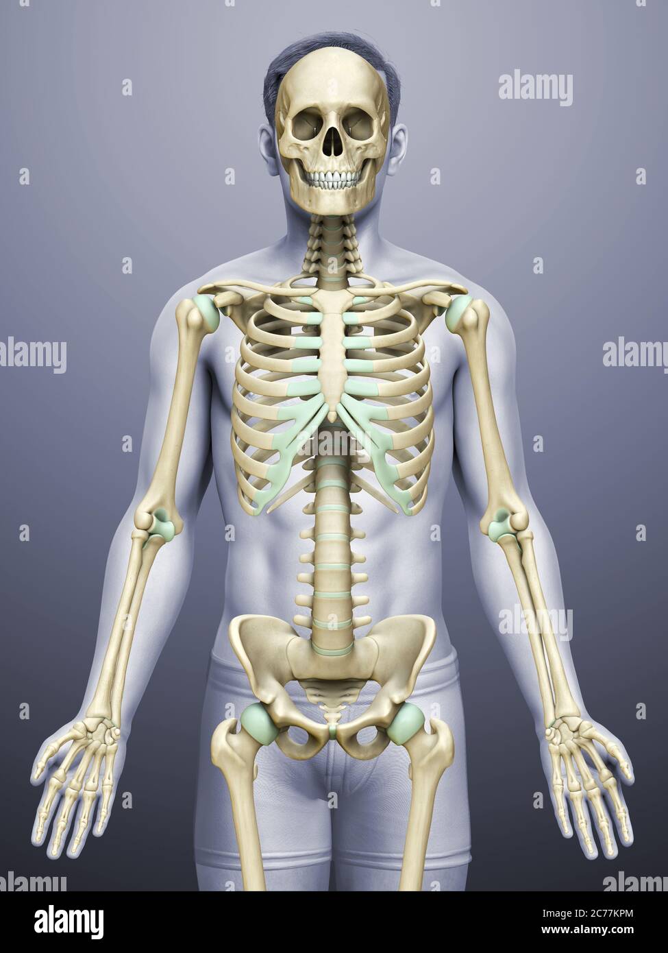 3d rendered, medically accurate illustration of a male skeleton system ...