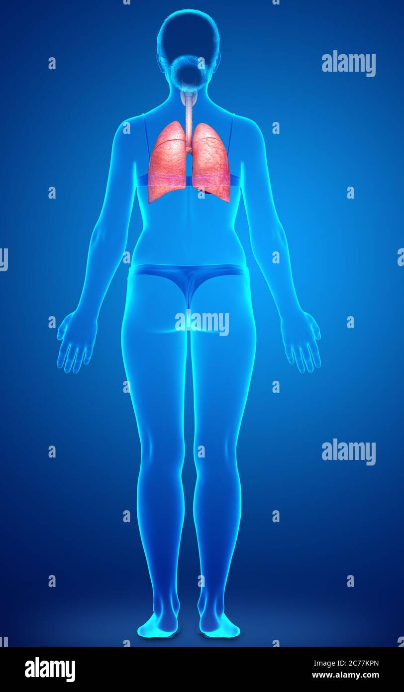 3d rendered, medically accurate illustration of a female lung anatomy ...