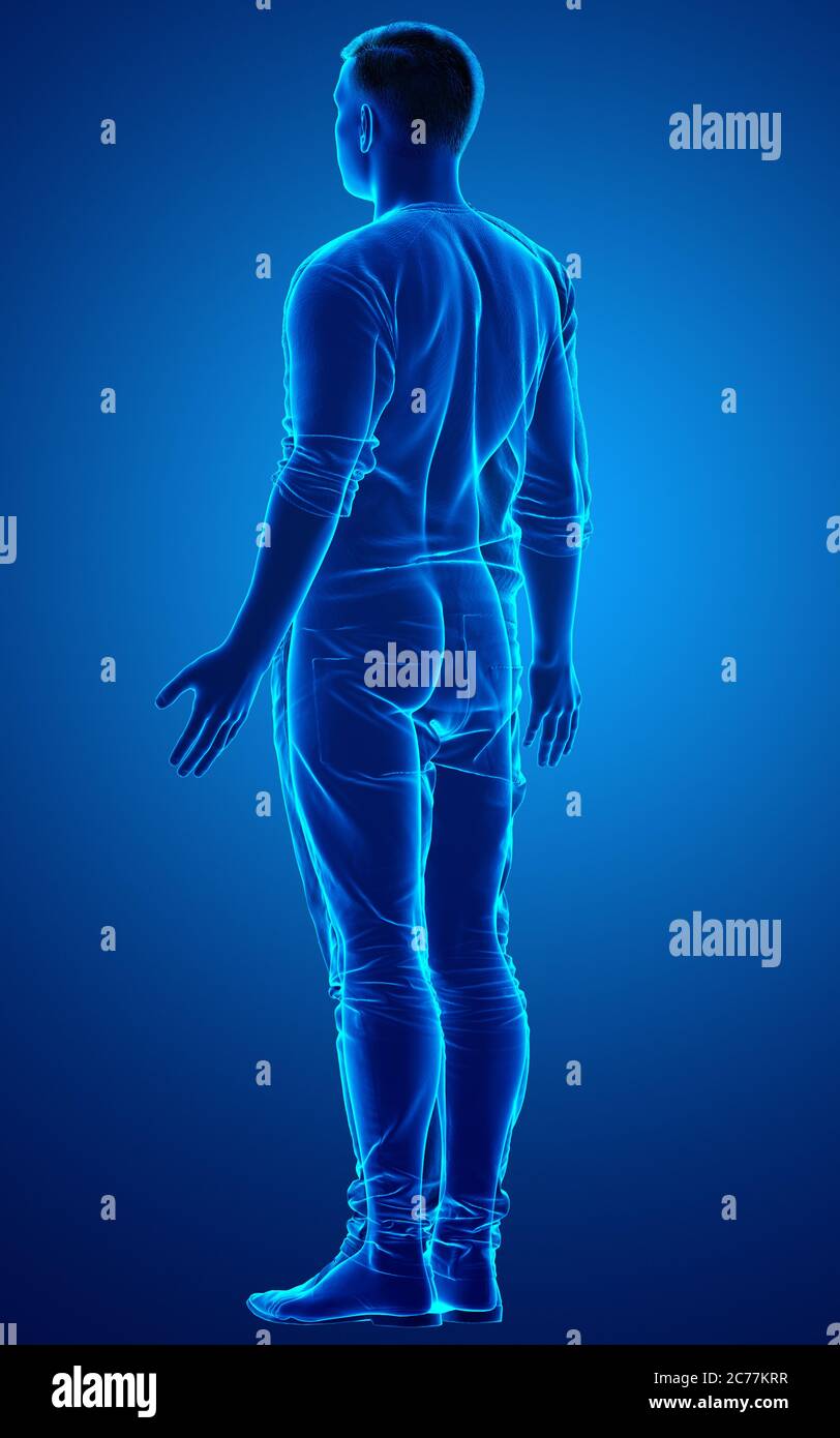 3d rendered illustration of the male body Stock Photo - Alamy