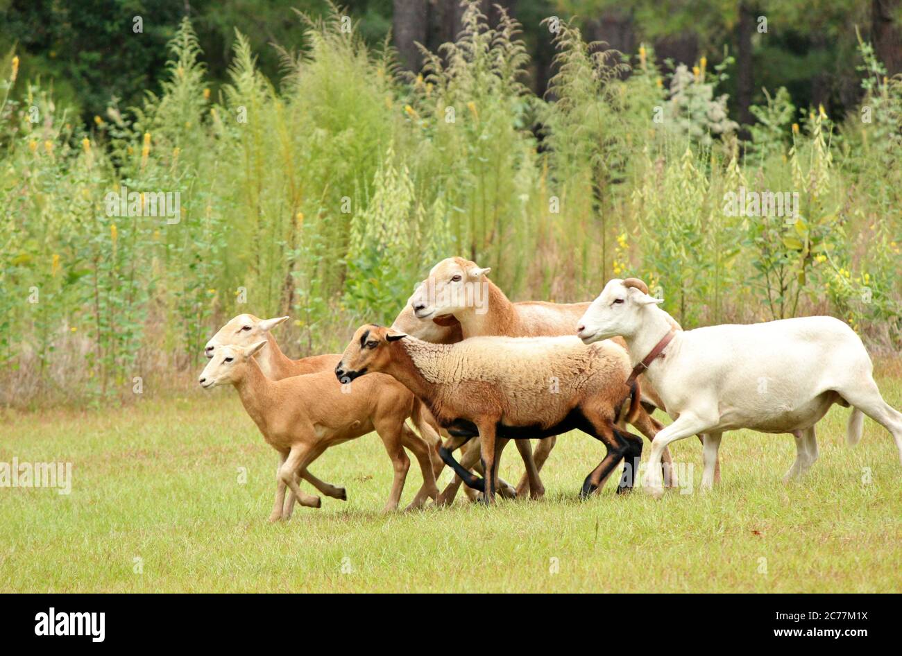 Flock of sheep Stock Photo - Alamy