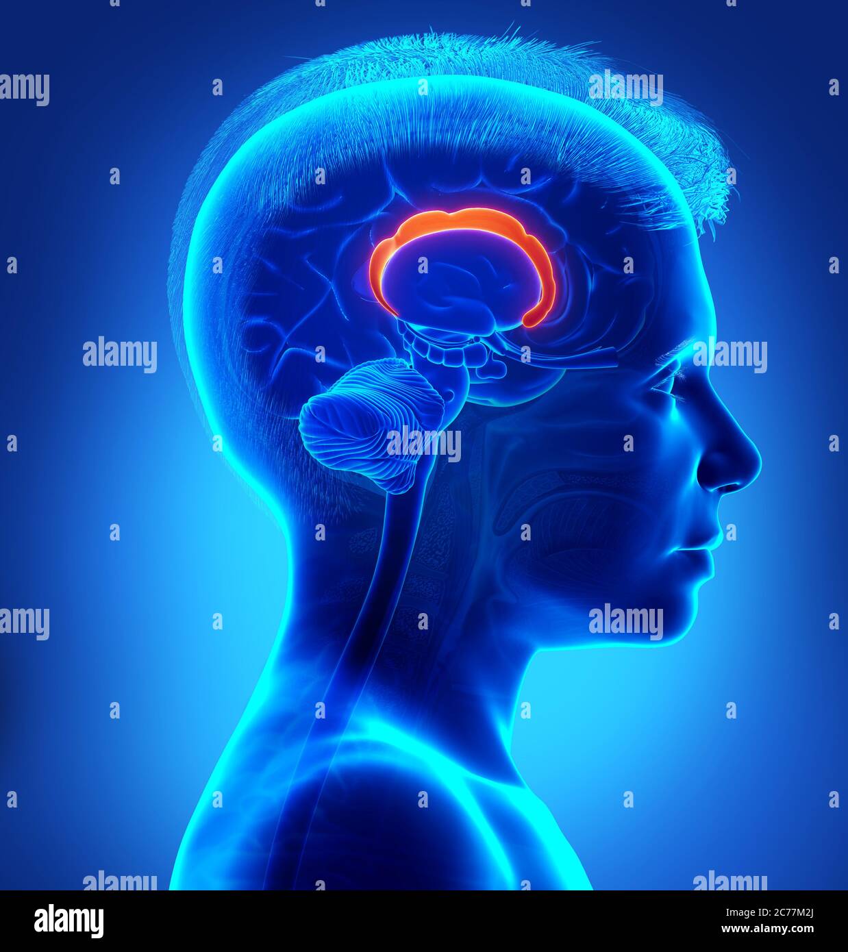 3d rendered medically accurate illustration of the brain anatomy Stock ...