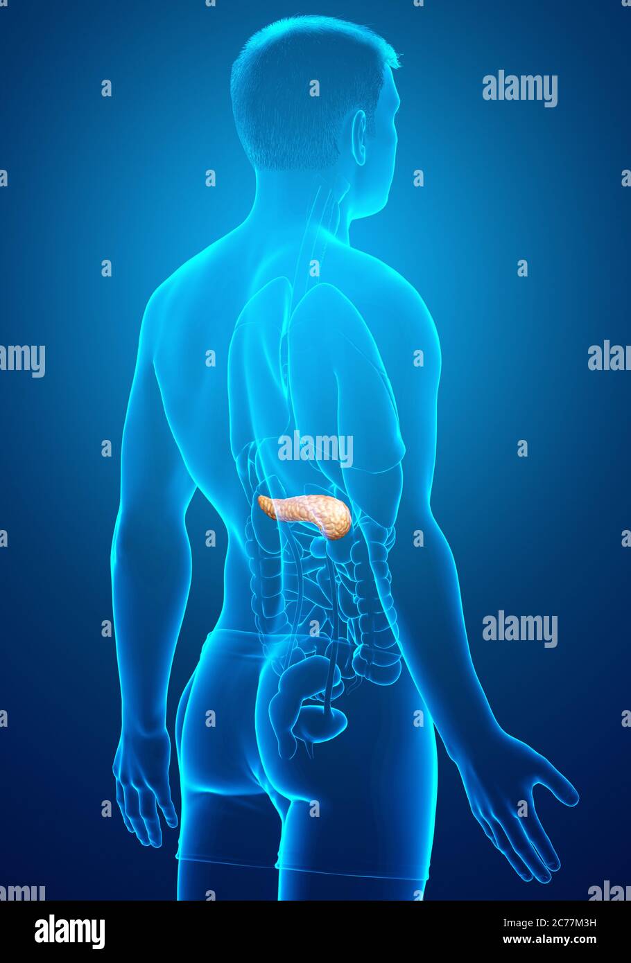 3d rendered, medically accurate illustration of a male pancreas Stock ...