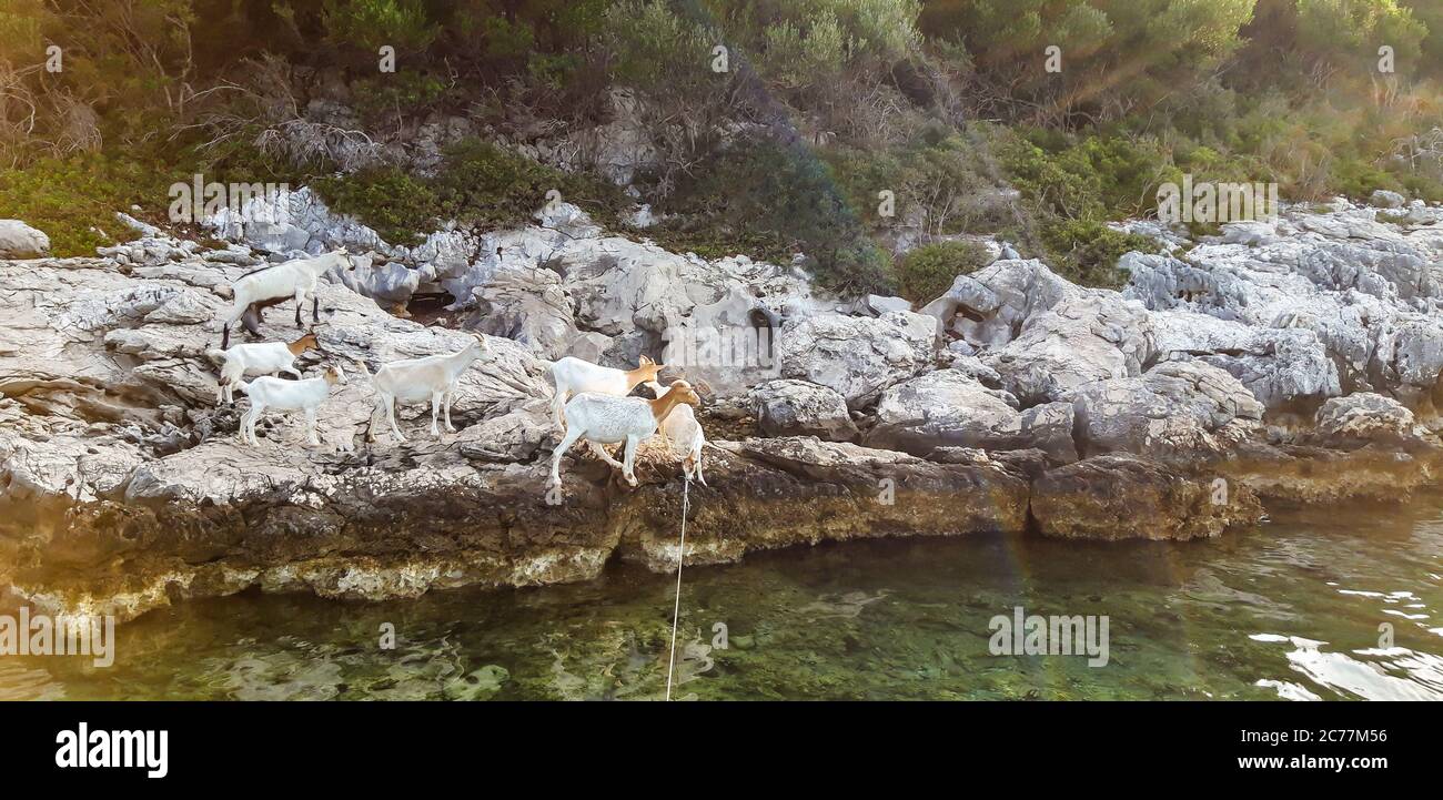Goats By Sea High Resolution Stock Photography and Images - Alamy