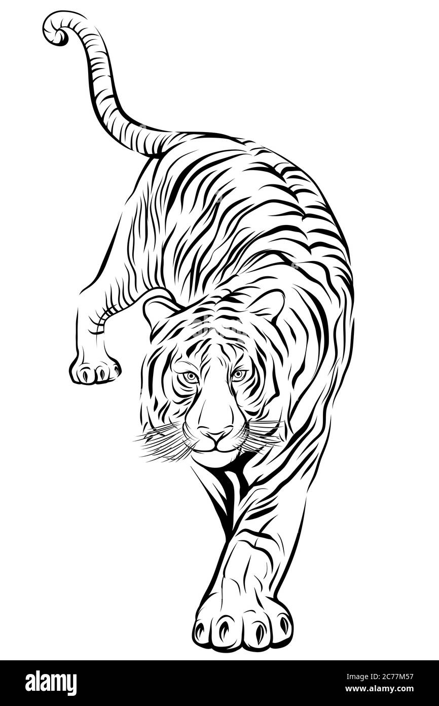 Tiger step forward on white background vector image Stock Vector Image ...