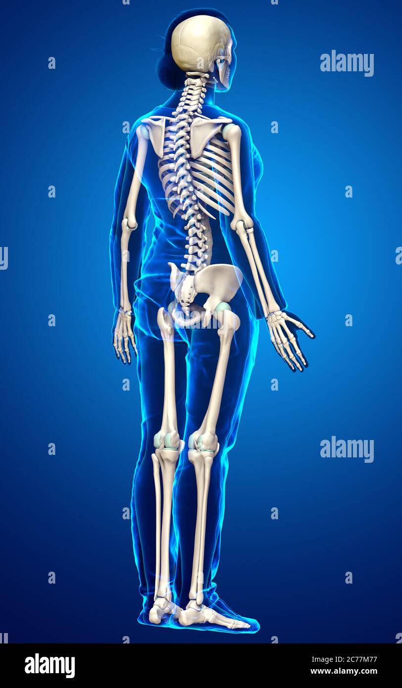 3d rendered, medically accurate illustration of a female skeleton ...