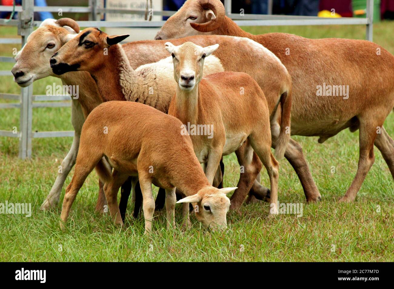 Flock of sheep Stock Photo - Alamy