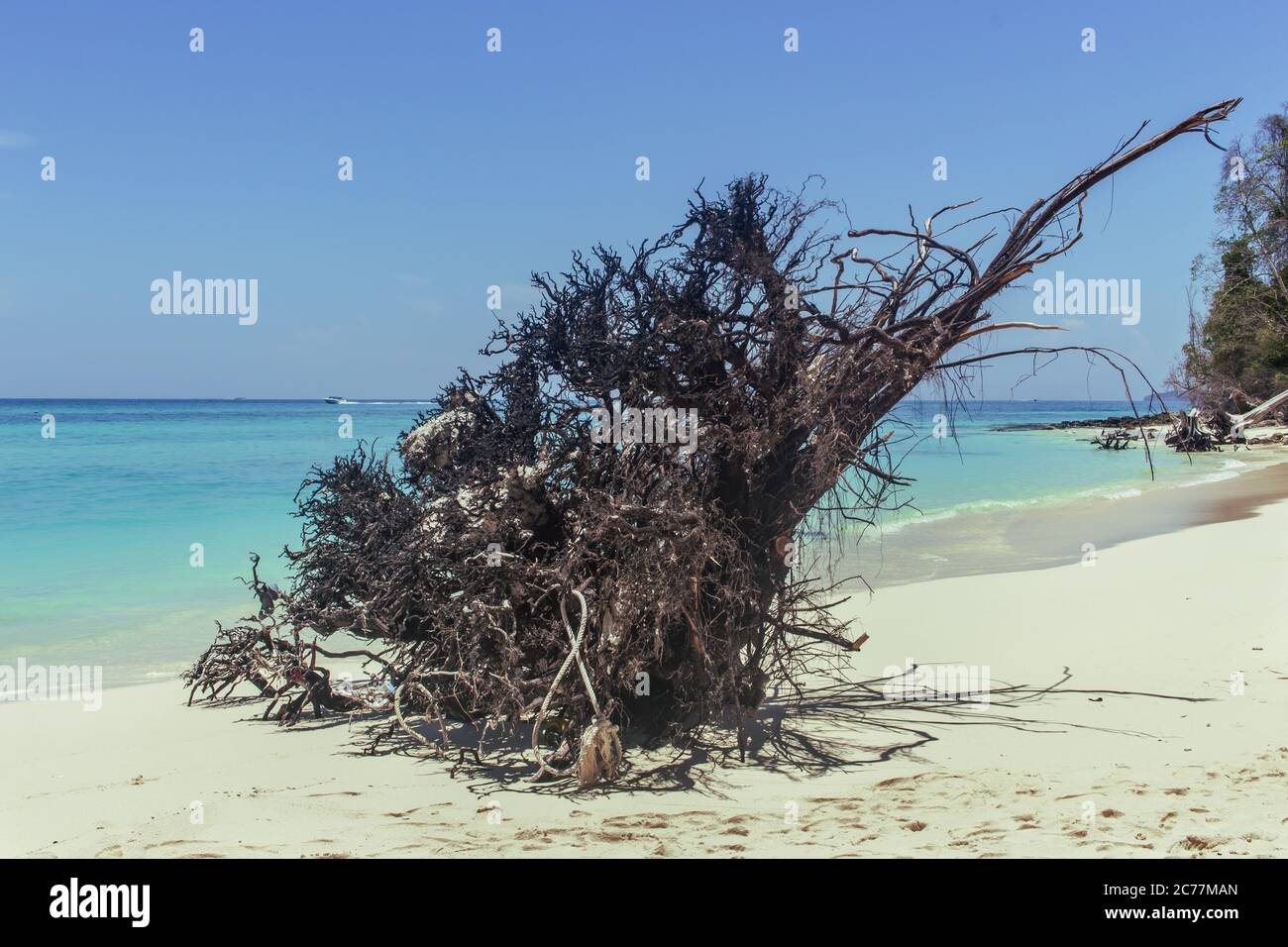 Thailand scenic beach view, dead tree Stock Photo - Alamy