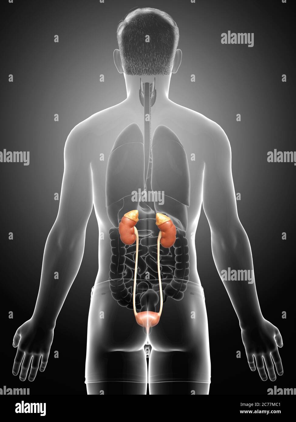 3d rendered, medically accurate illustration of the kidneys Stock Photo ...
