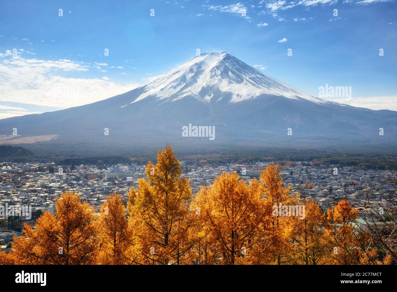 Japanese red pine trees hi-res stock photography and images - Alamy