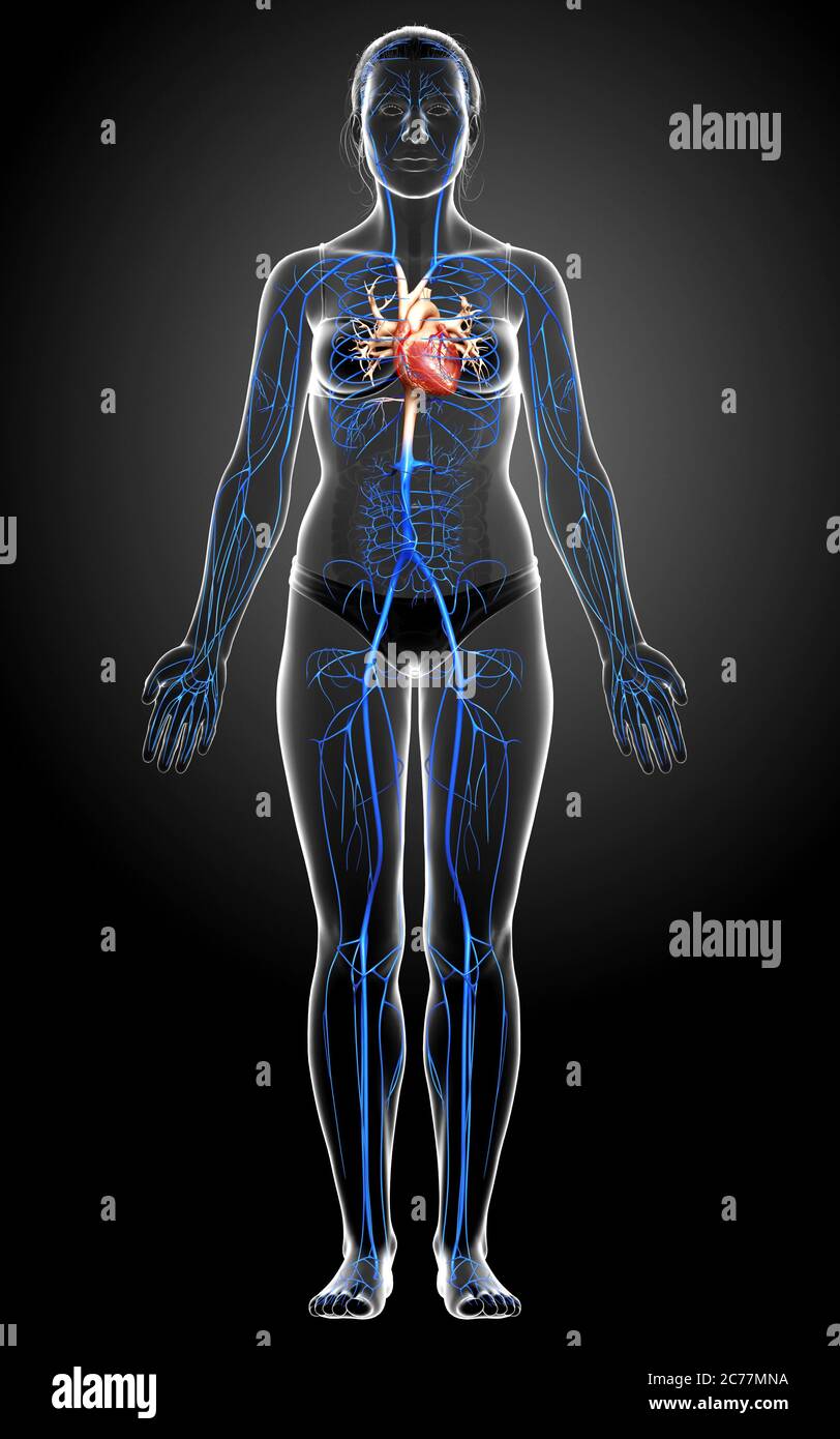 3d rendered medically accurate illustration of a female Veins anatomy ...