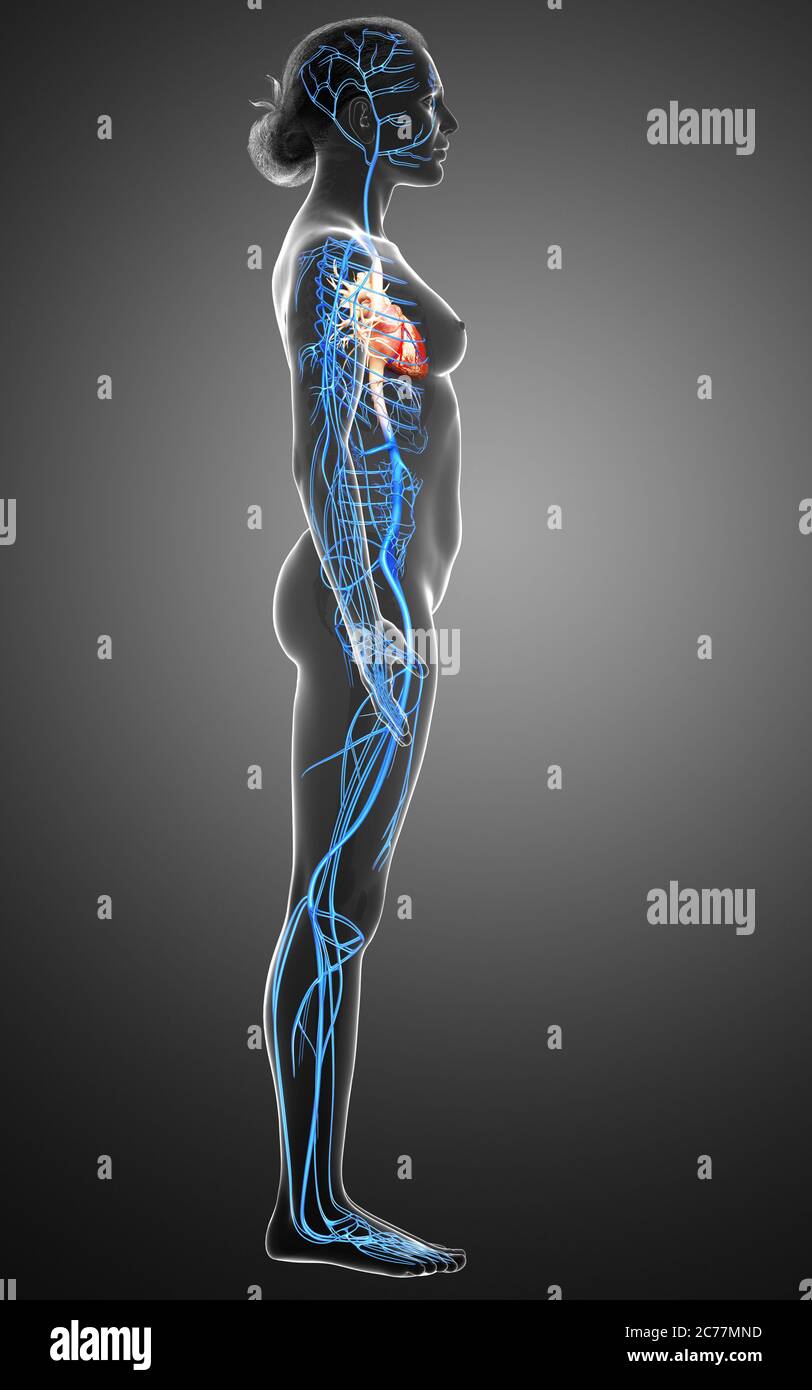 3d rendered medically accurate illustration of a female Veins anatomy ...