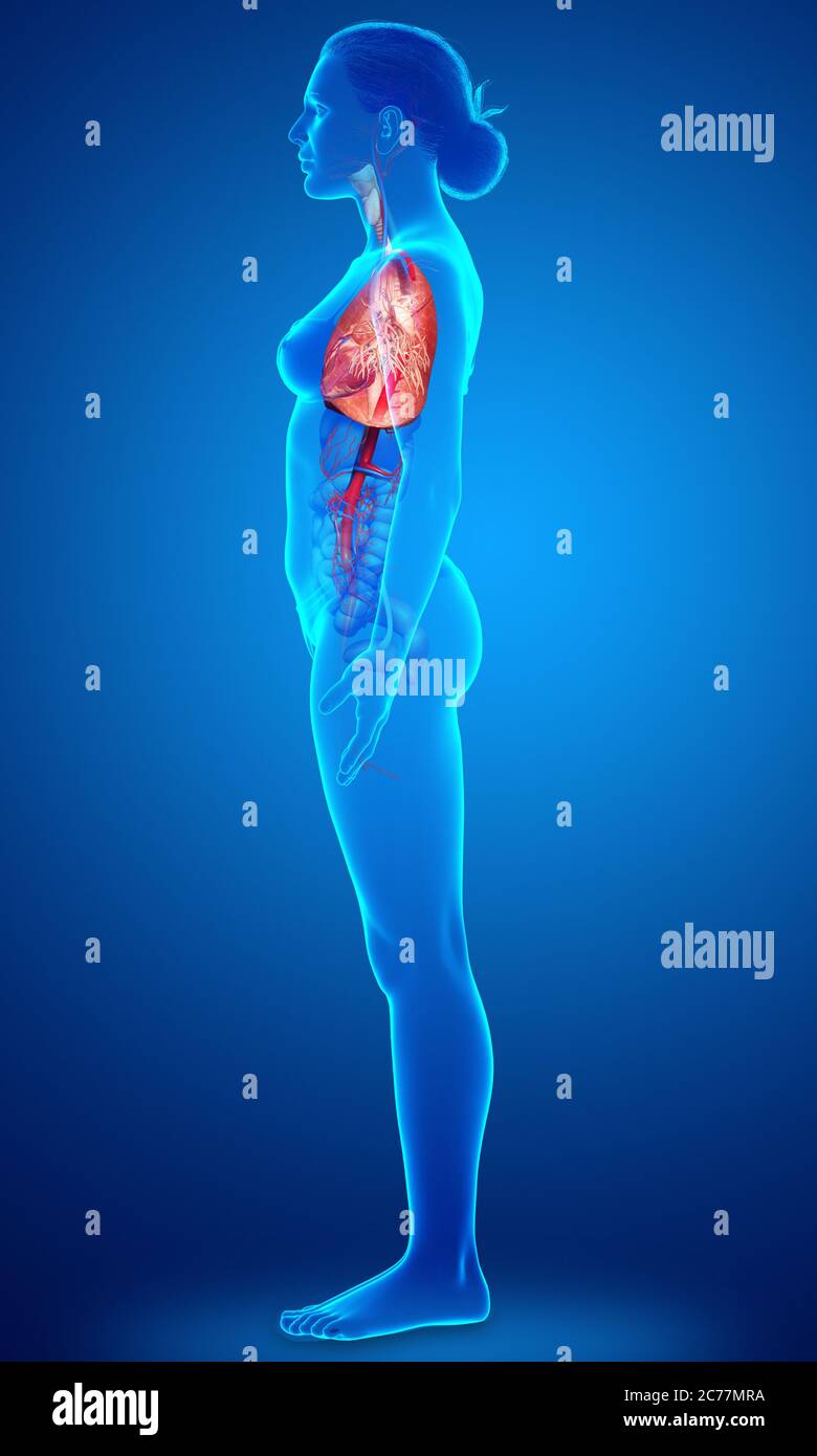 3d rendered, medically accurate illustration of a female lung anatomy ...