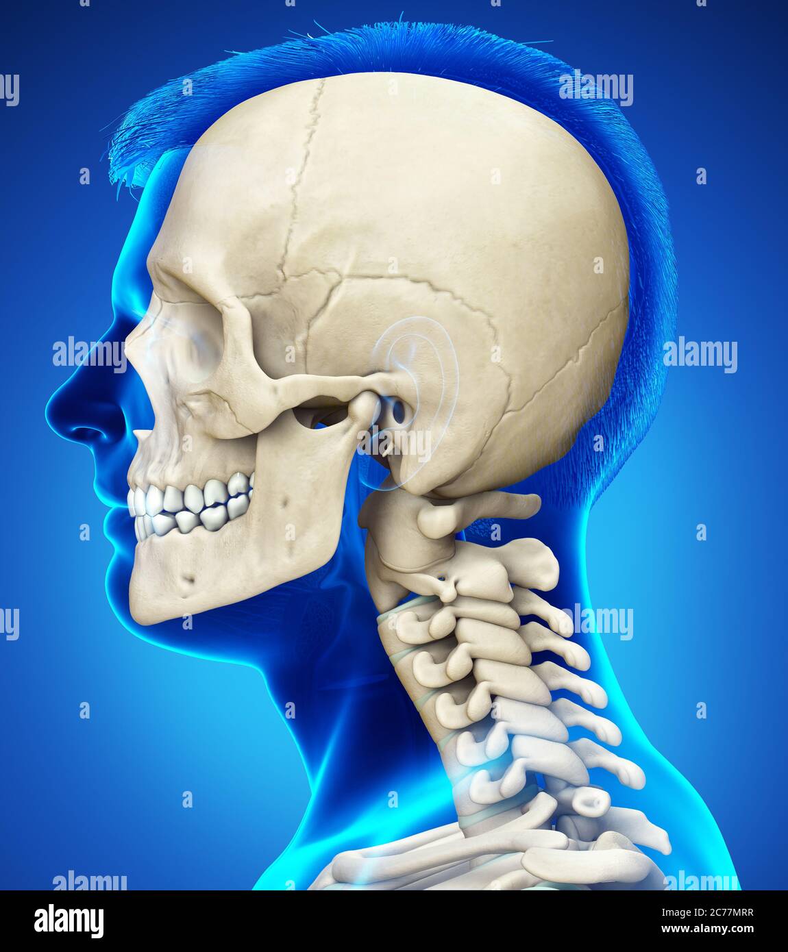 3d rendered, medically accurate illustration of a male scull and neck ...