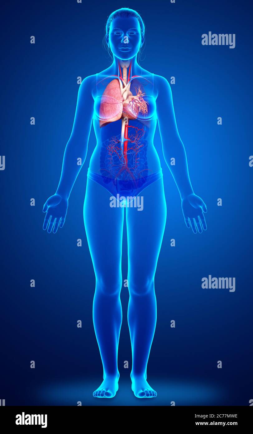 3d rendered, medically accurate illustration of a female lung anatomy ...