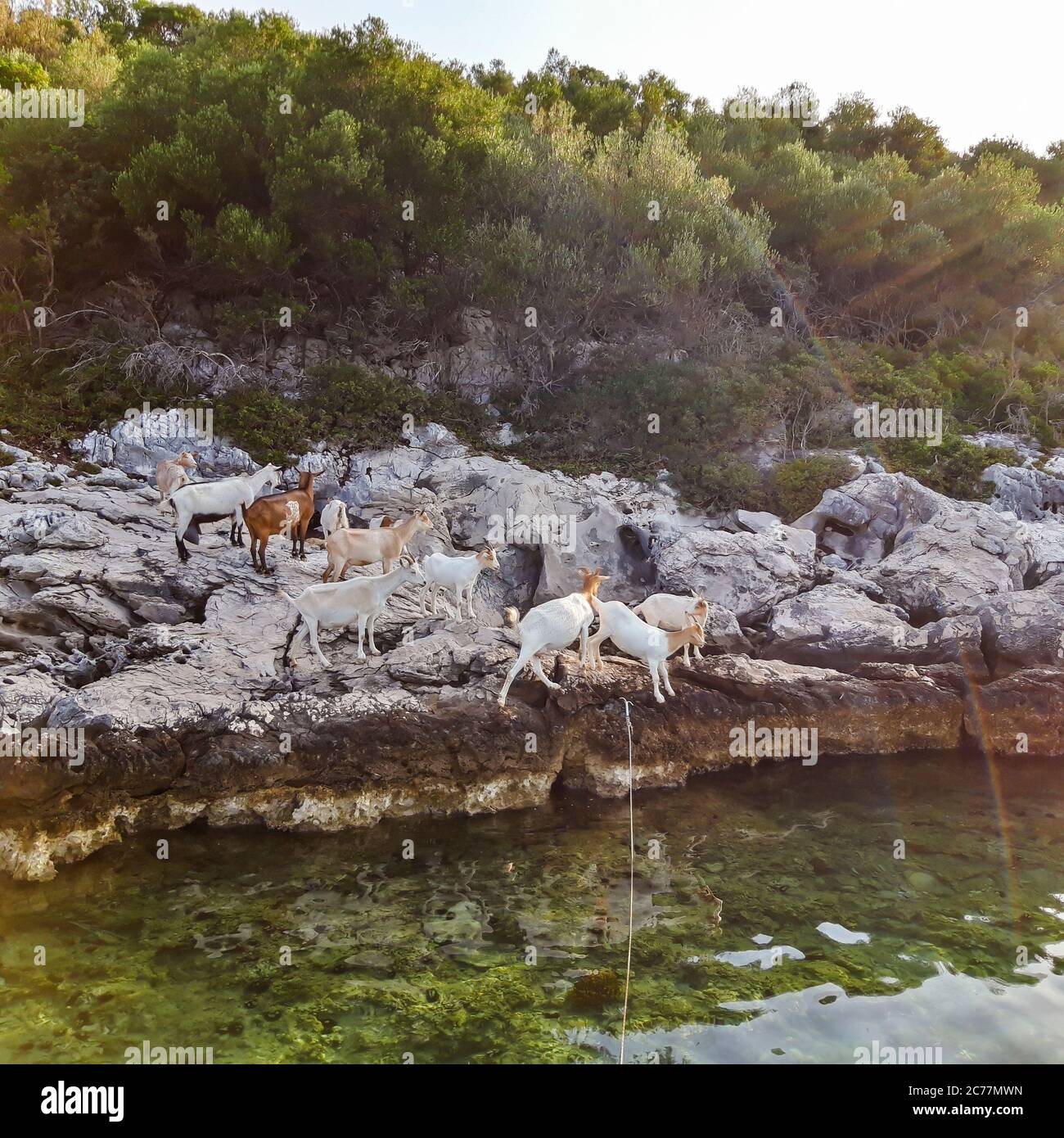 Beautiful goat island hi-res stock photography and images - Alamy