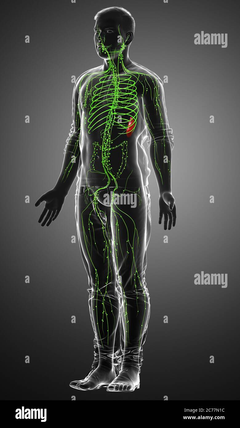 3d rendered medically accurate illustration of a male lymphatic system ...