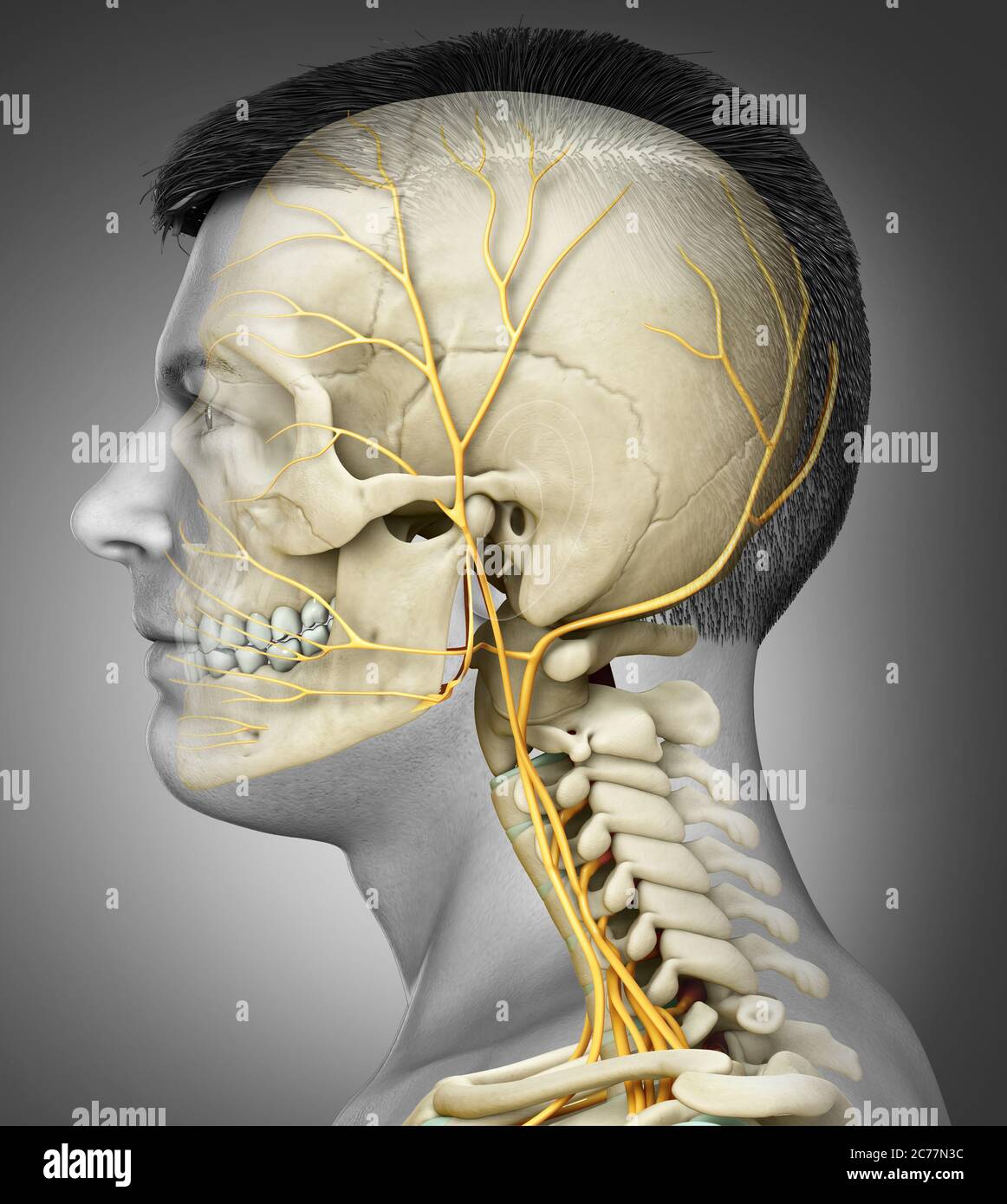 3d rendered medically accurate illustration of male head nervous system ...