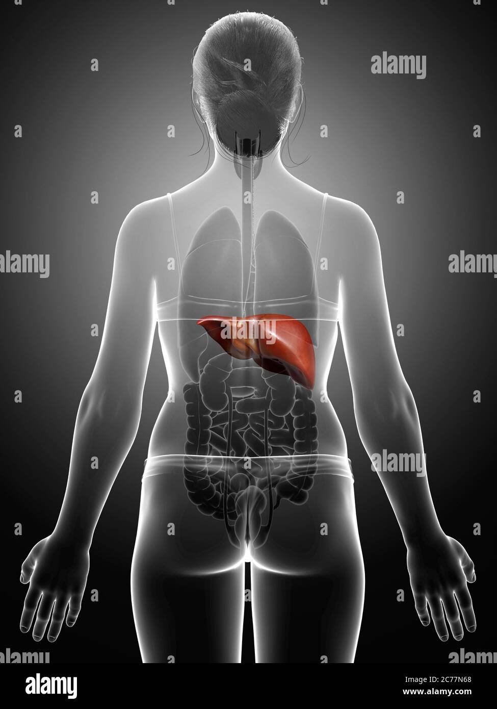 3d rendered, medically accurate illustration of female Liver Anatomy ...