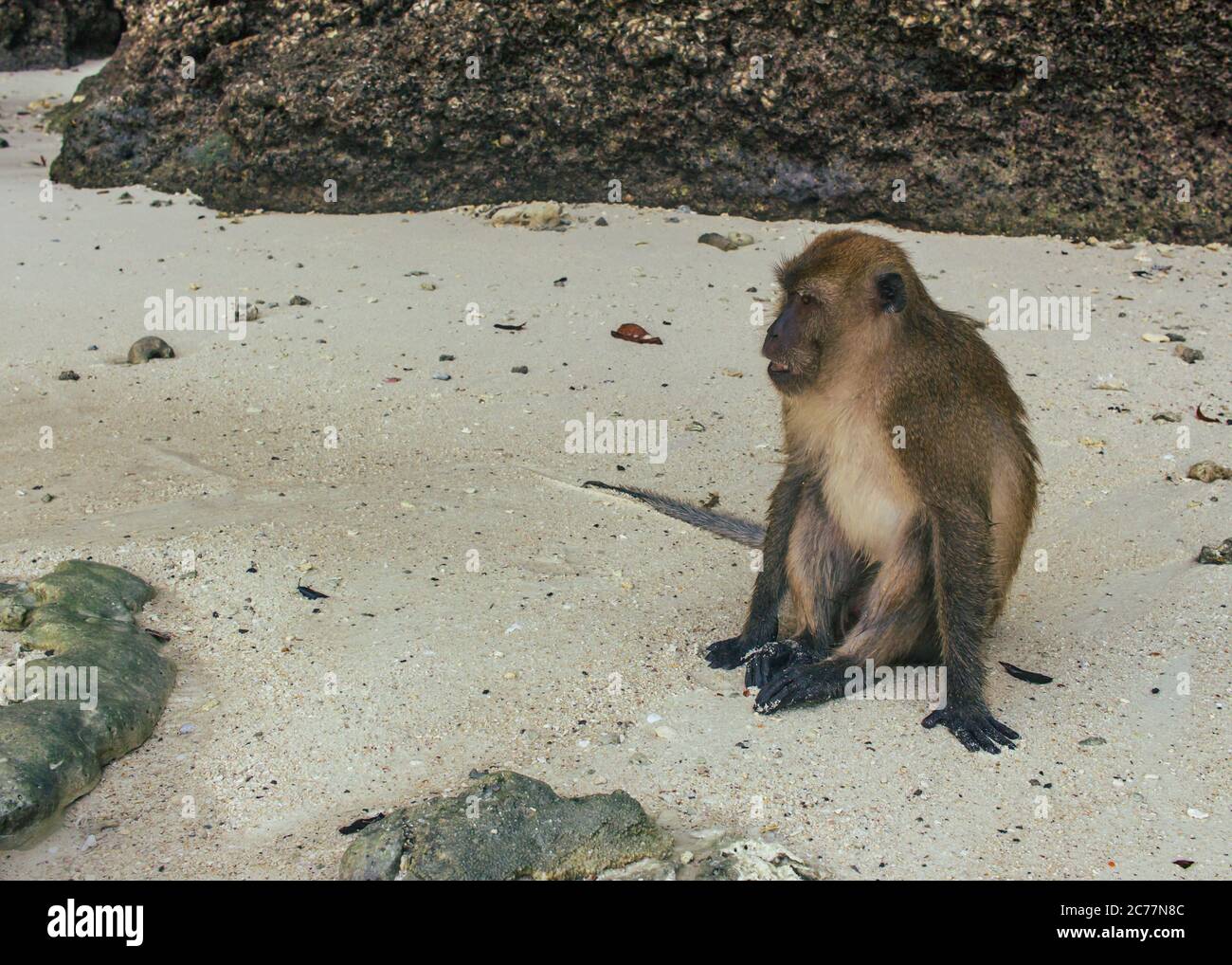 Monkey sitting and exploring beach island Stock Photo - Alamy