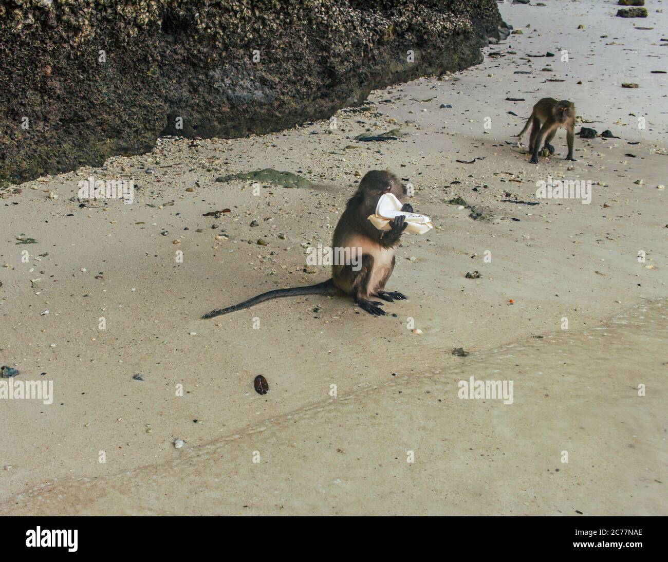 Thailand island monkey beach, primates eating from meal box tourists ...