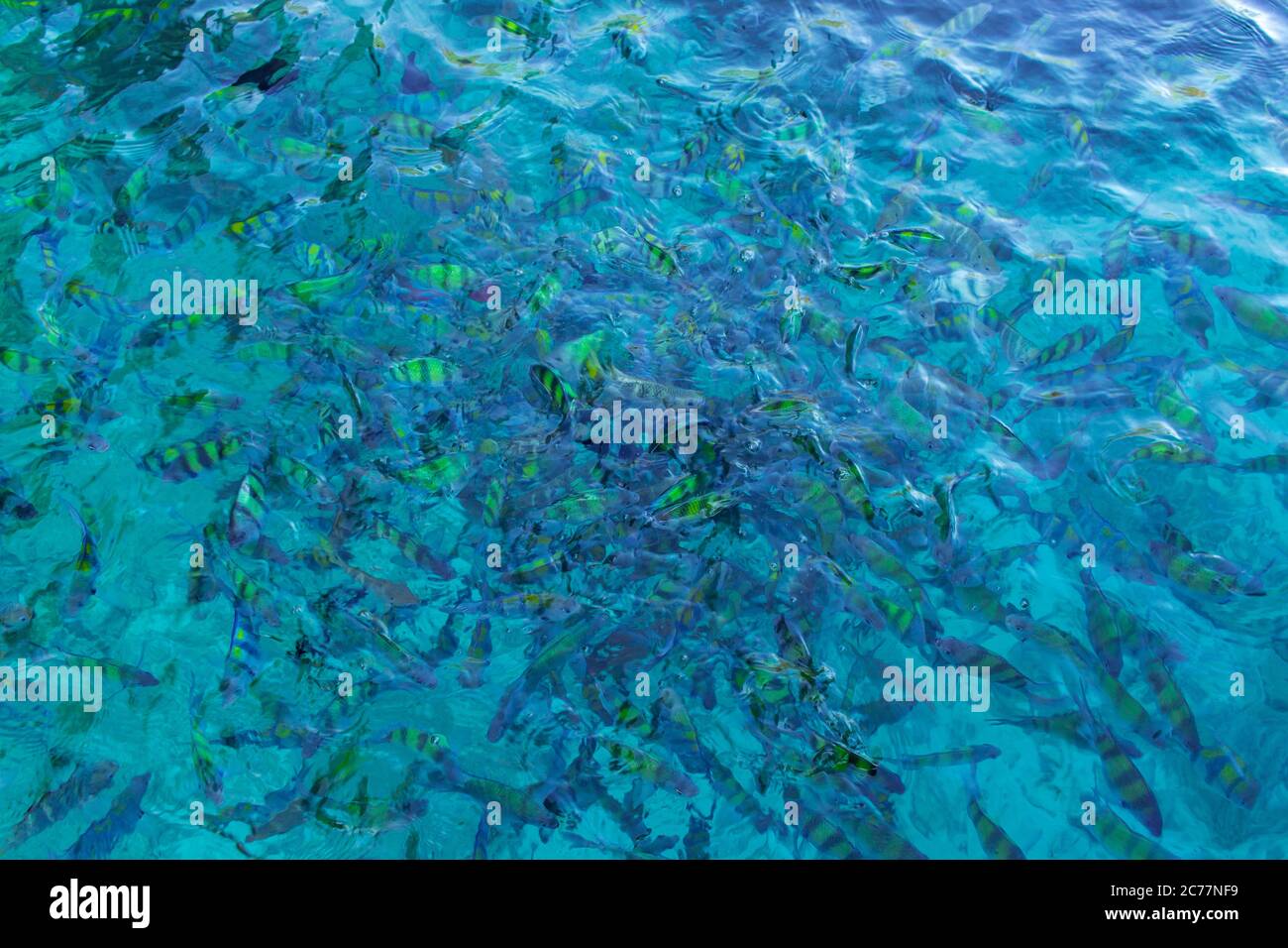 Thailand sea water colorful fishes, crystal clear blue water Stock ...