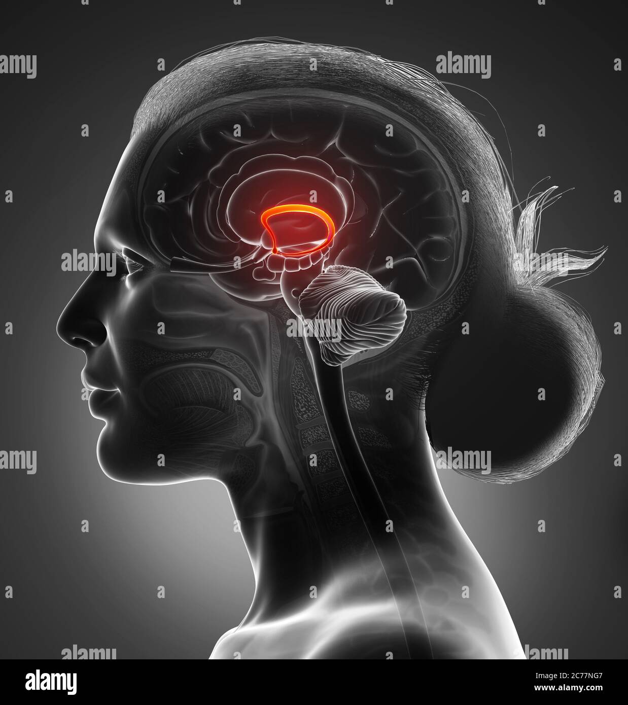 Man brain ventricles hi-res stock photography and images - Alamy