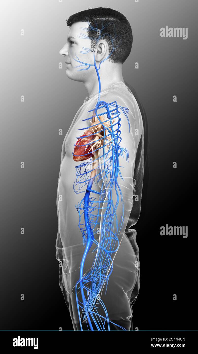 3d rendered medically accurate illustration of a male Veins anatomy ...
