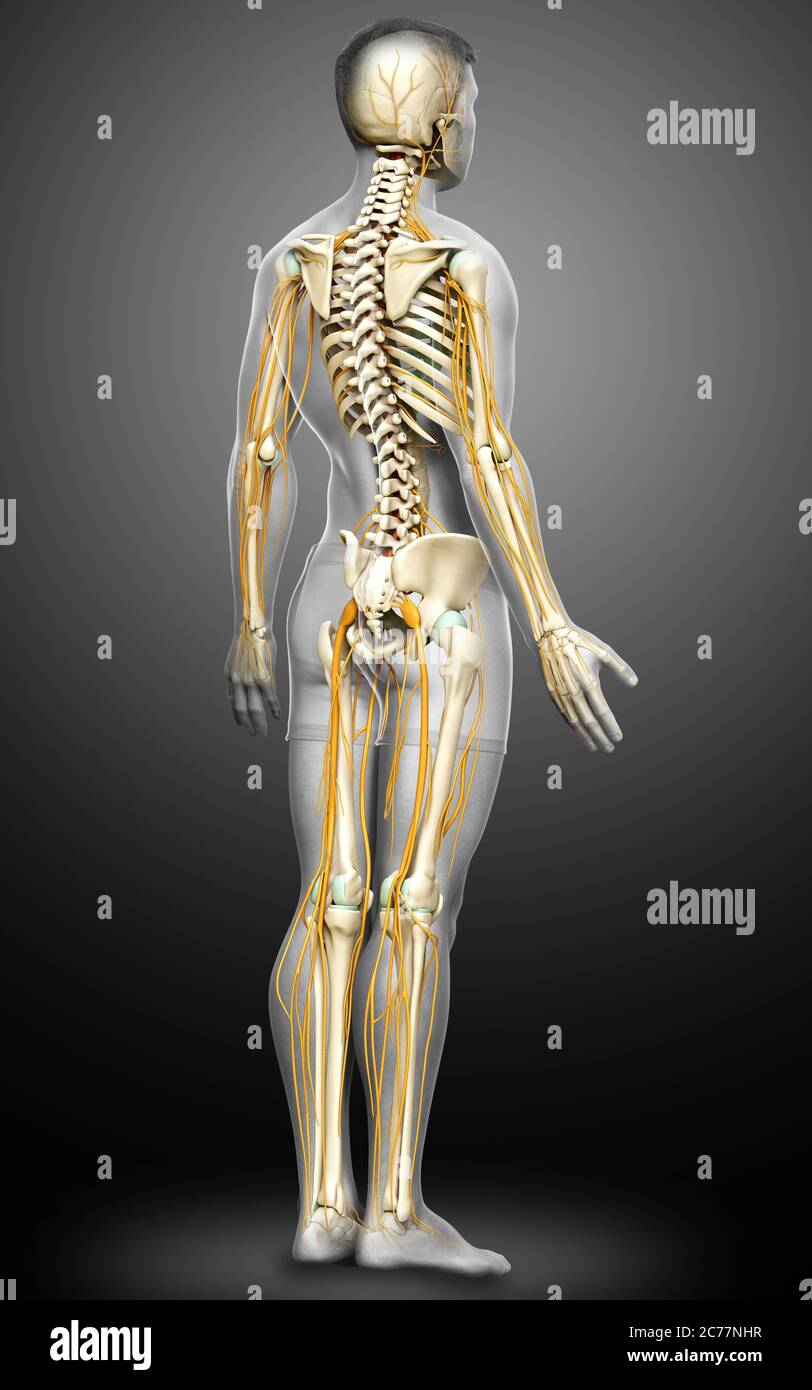 3d rendered medically accurate illustration of the nervous system and ...