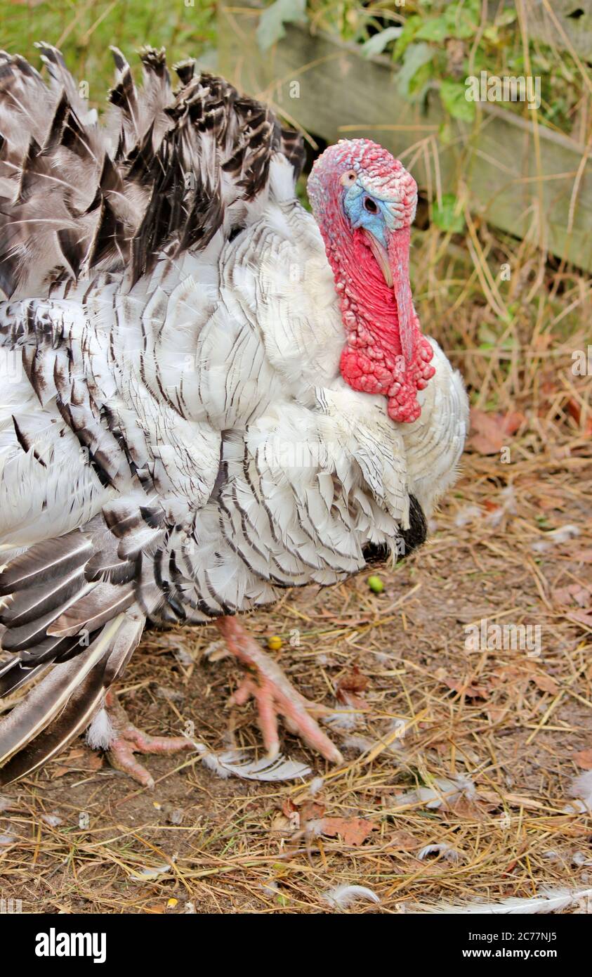 Large live black white hi-res stock photography and images - Alamy