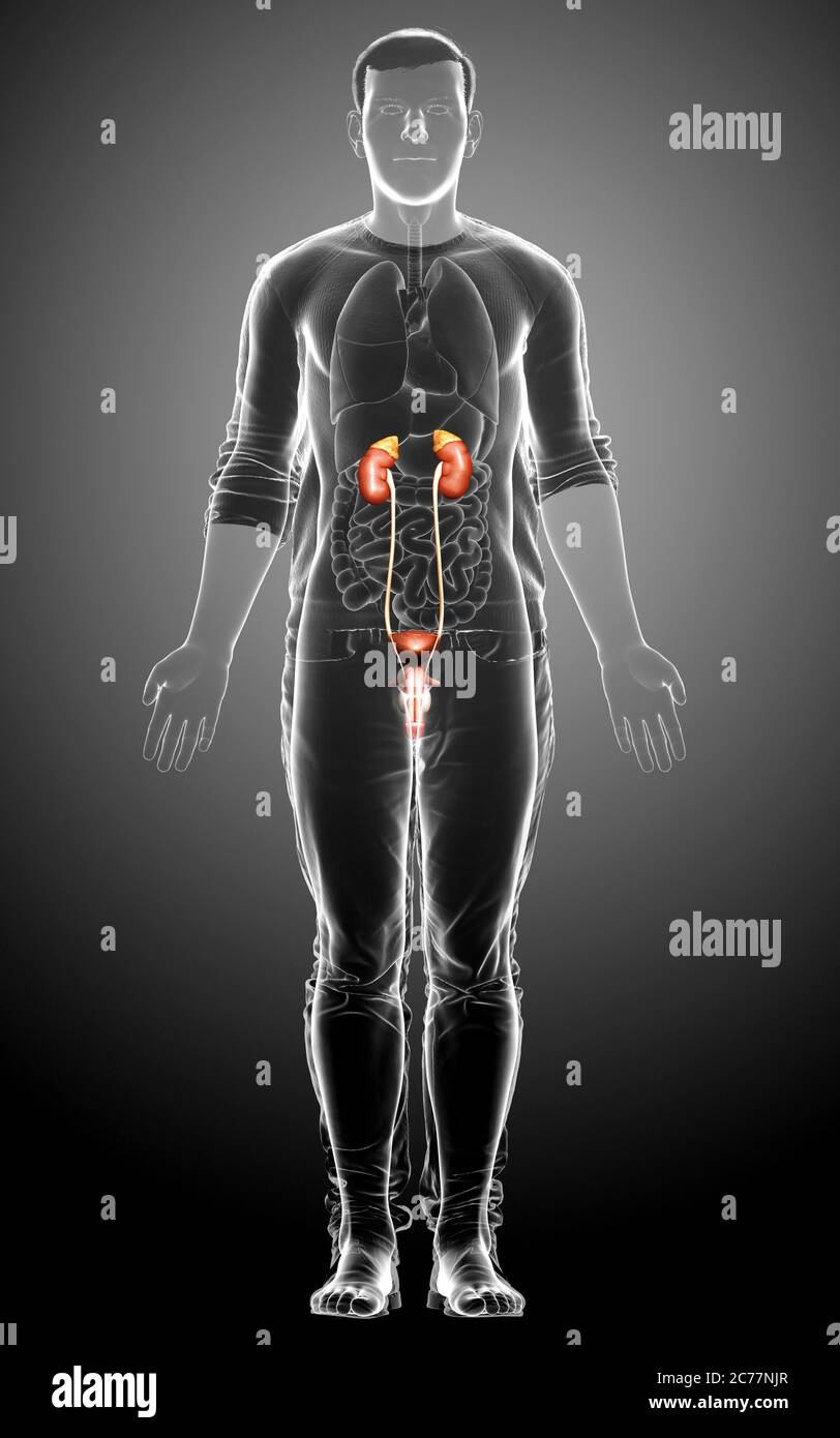 3d rendered, medically accurate illustration of the kidneys Stock Photo ...