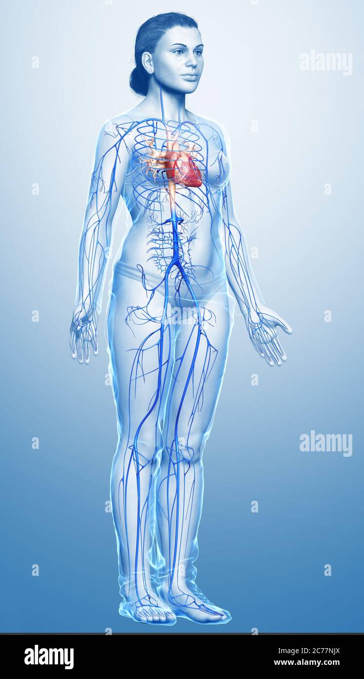 3d rendered medically accurate illustration of a female Veins anatomy ...