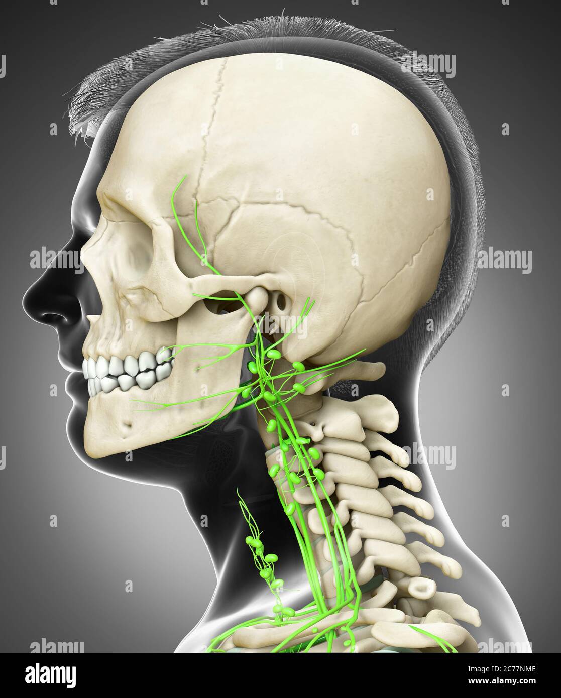 3d rendered medically accurate illustration of a male face lymphatic ...
