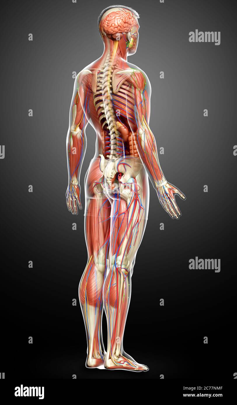 3d rendered medically accurate of the male anatomy Stock Photo - Alamy